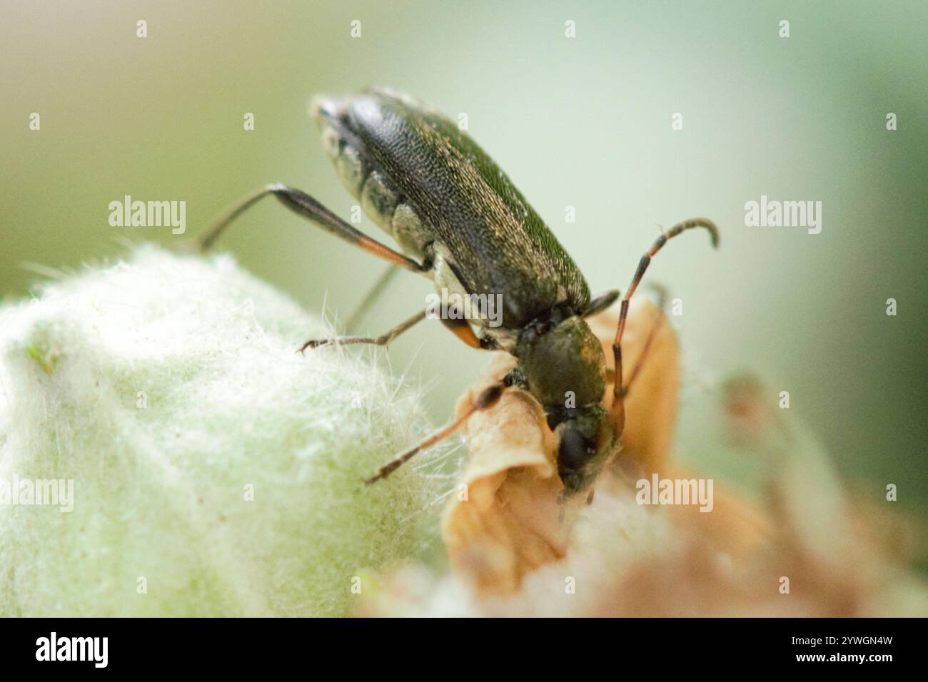 common grammoptera (Grammoptera ruficornis Stock Photo - Alamy