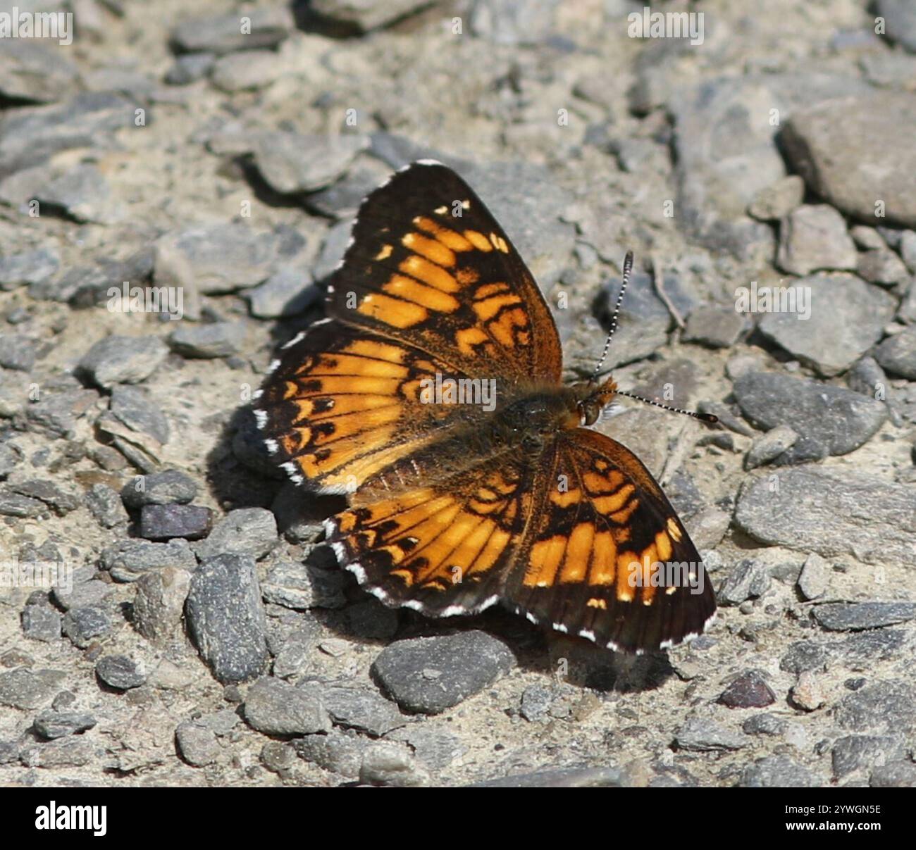 Chlosyne harrisii hi-res stock photography and images - Alamy