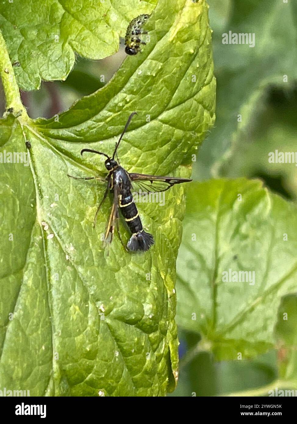 Currant Clearwing Moth (Synanthedon tipuliformis Stock Photo - Alamy