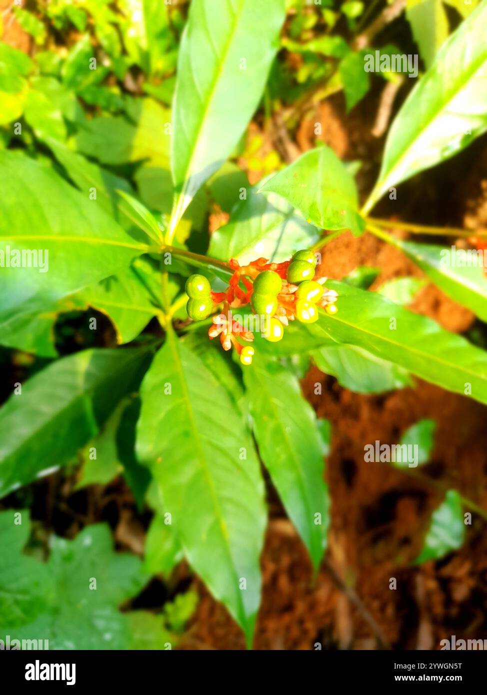 Indian snakeroot (Rauvolfia serpentina Stock Photo - Alamy