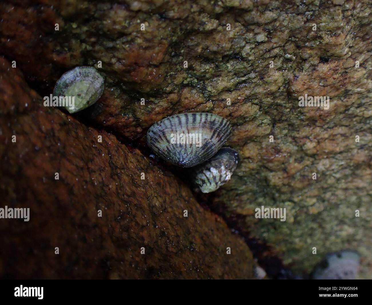 Mask Limpet (Lottia persona Stock Photo - Alamy