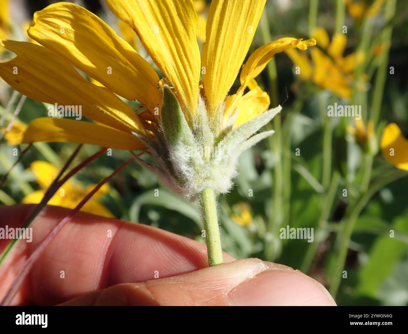 arrowleaf balsamroot (Balsamorhiza sagittata Stock Photo - Alamy