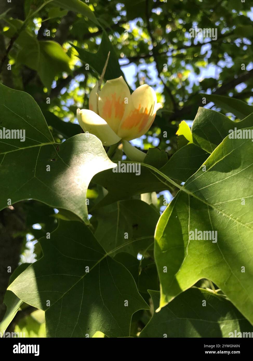tulip tree (Liriodendron tulipifera Stock Photo - Alamy