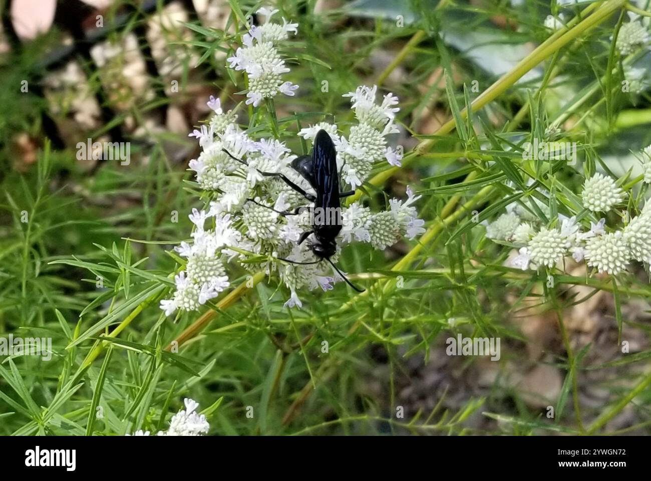 Great Black Digger Wasp (Sphex pensylvanicus Stock Photo - Alamy
