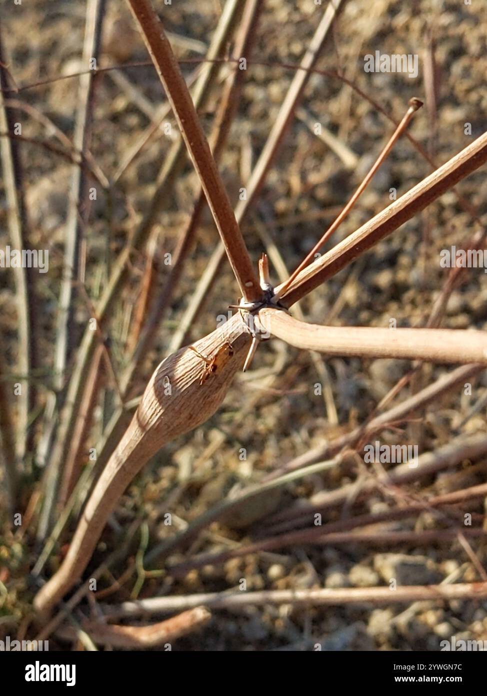 Desert Trumpet (Eriogonum inflatum Stock Photo - Alamy