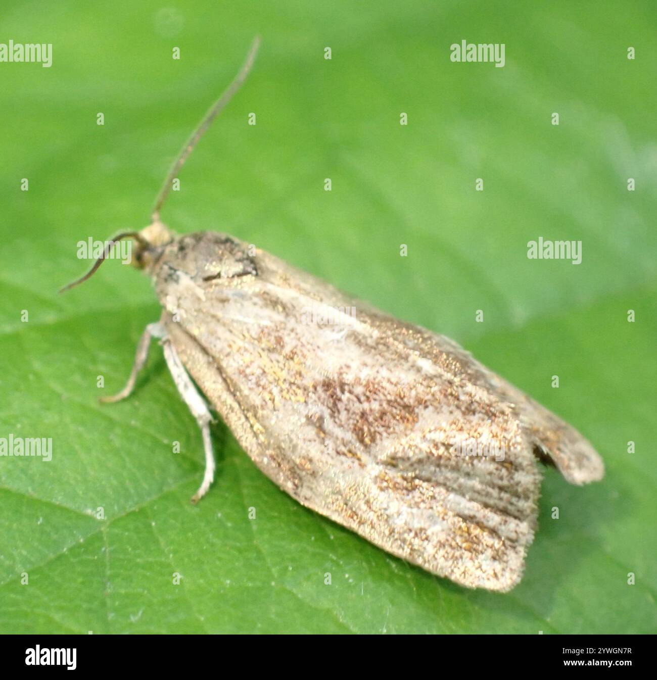 Brindled Tortrix (Ptycholoma lecheana Stock Photo - Alamy