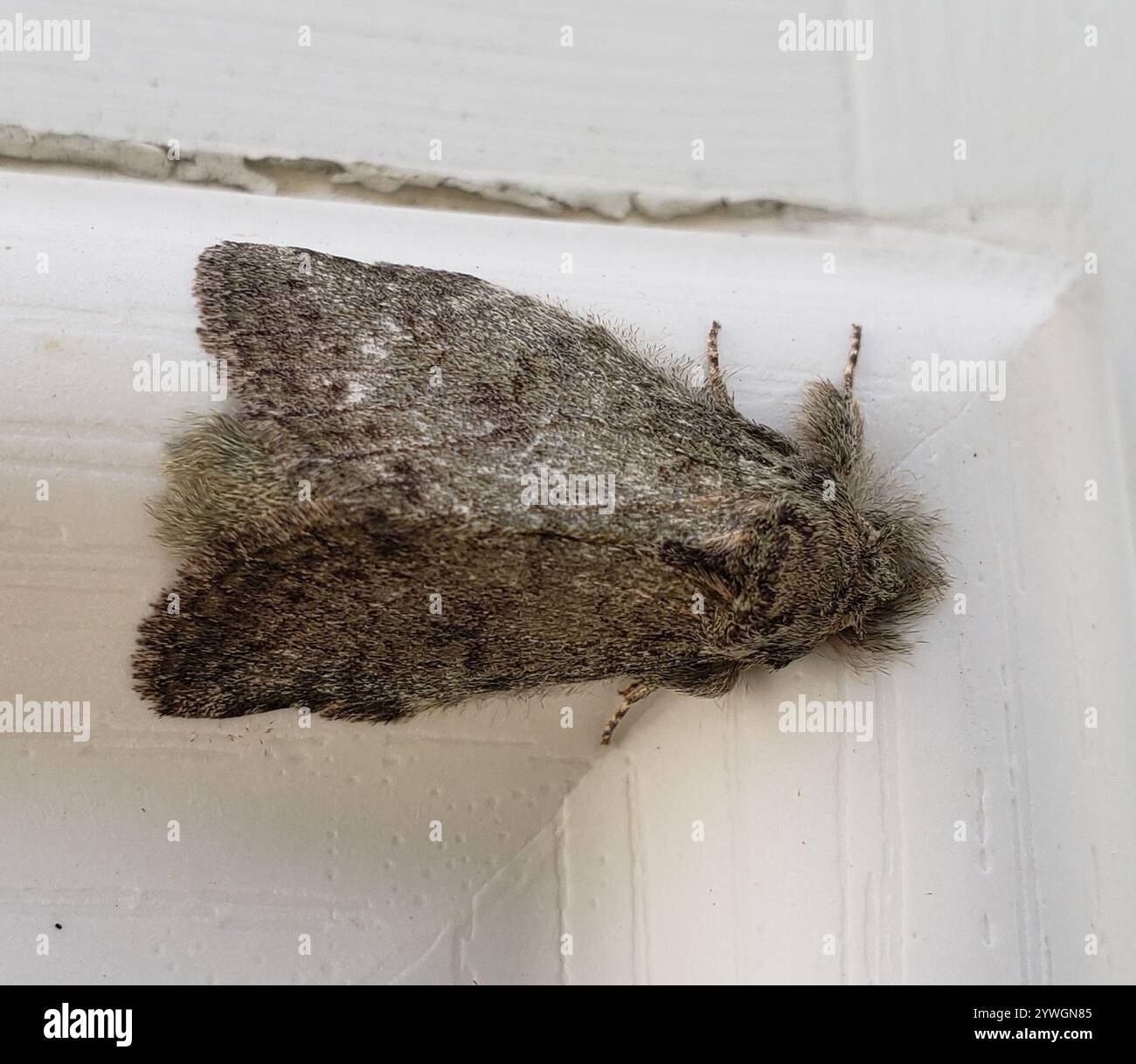 Saddled Prominent (Cecrita guttivitta Stock Photo - Alamy