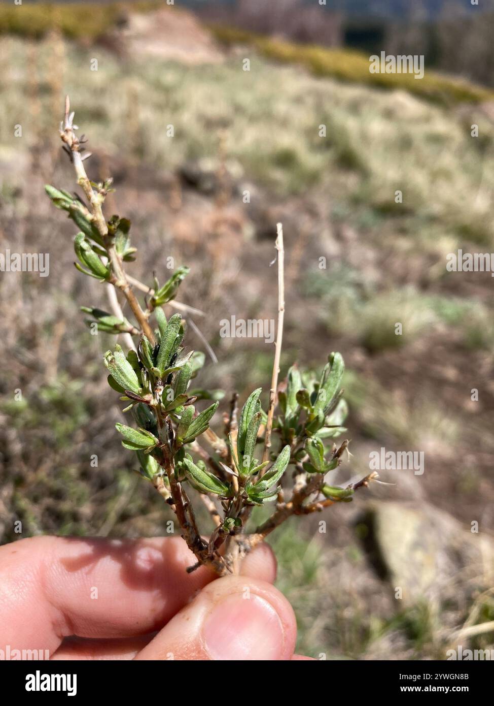 Artemisia cana hi-res stock photography and images - Alamy