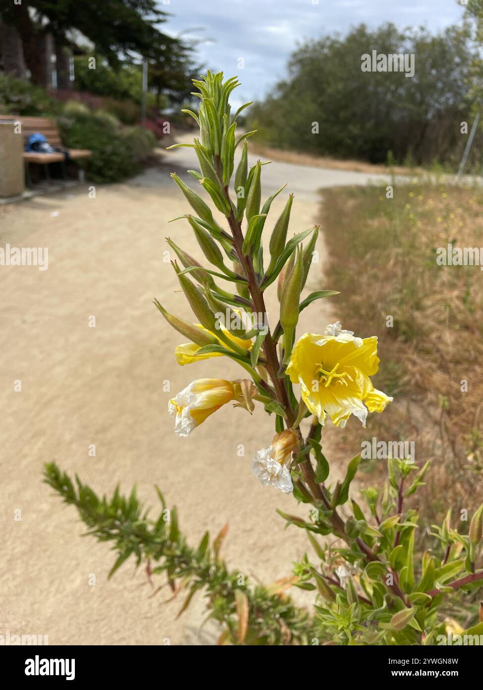 tall evening primrose (Oenothera elata Stock Photo - Alamy