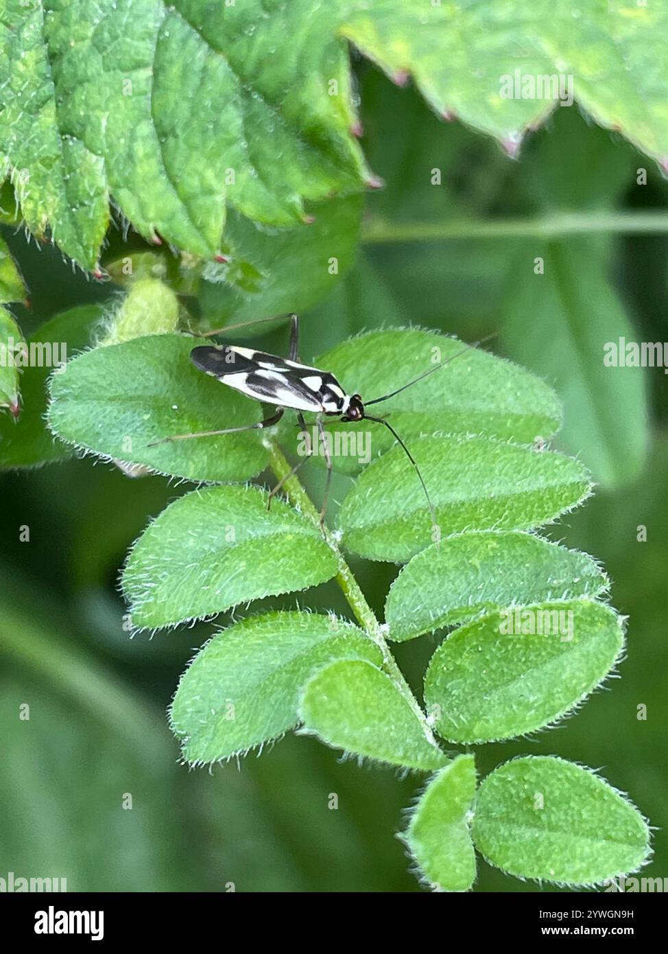 orange-spotted plant bug (Grypocoris stysi Stock Photo - Alamy