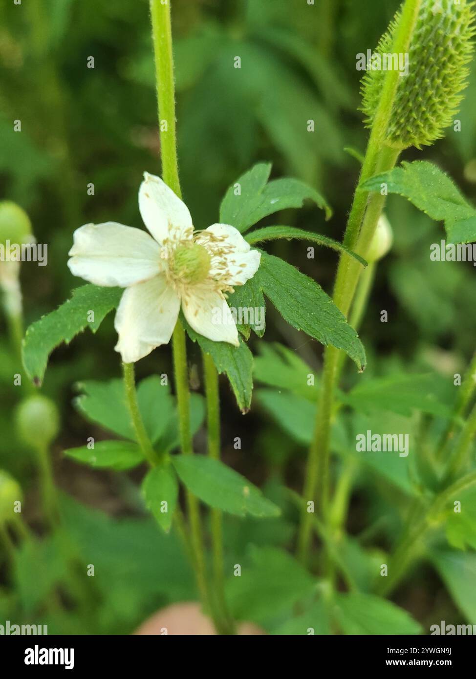 tall thimbleweed (Anemone virginiana Stock Photo - Alamy