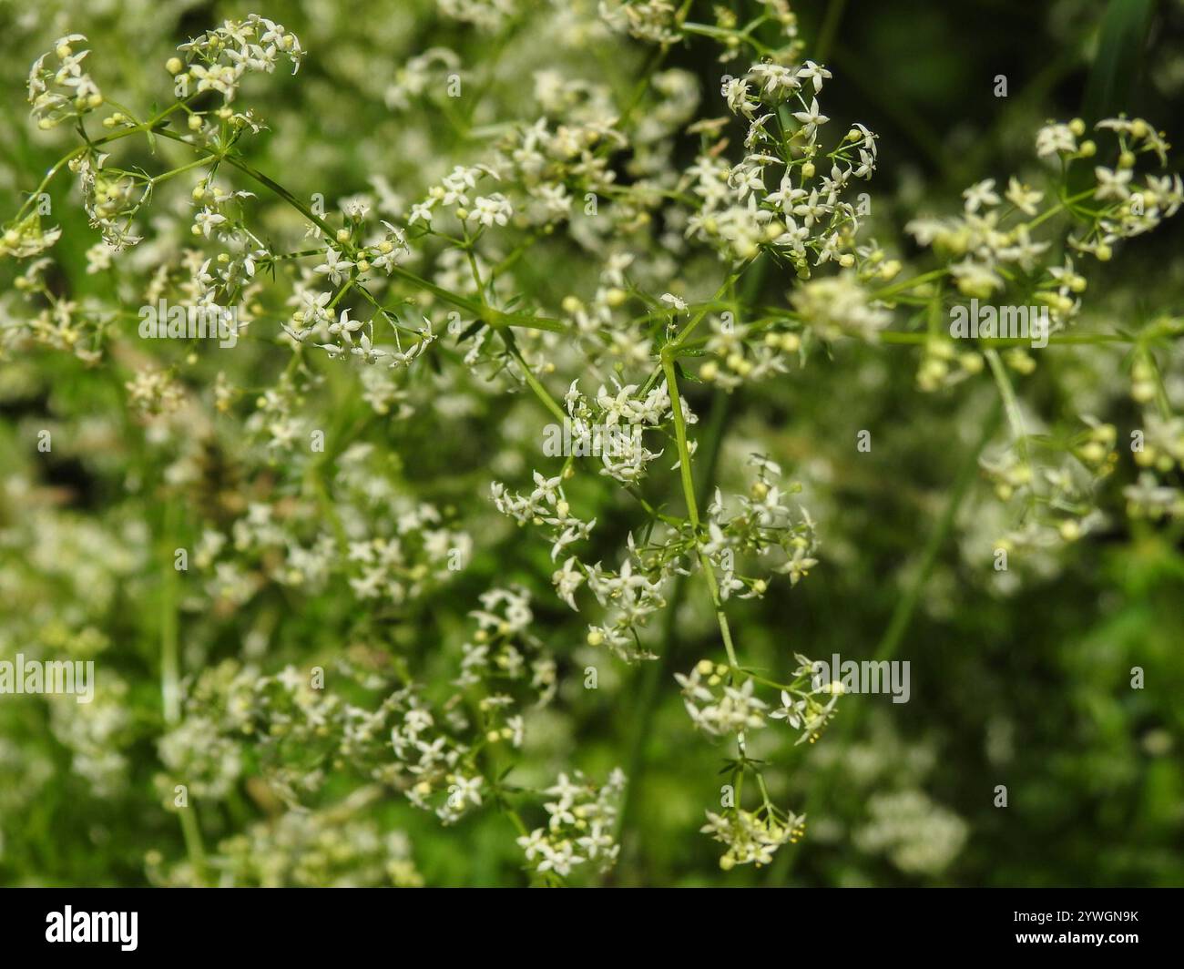white bedstraw (Galium album Stock Photo - Alamy
