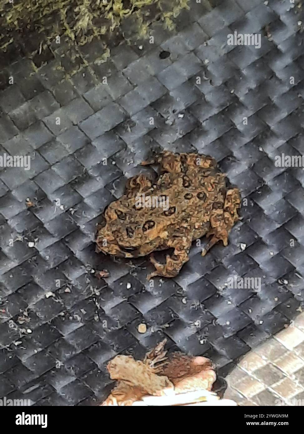 North American Toads (Anaxyrus Stock Photo - Alamy