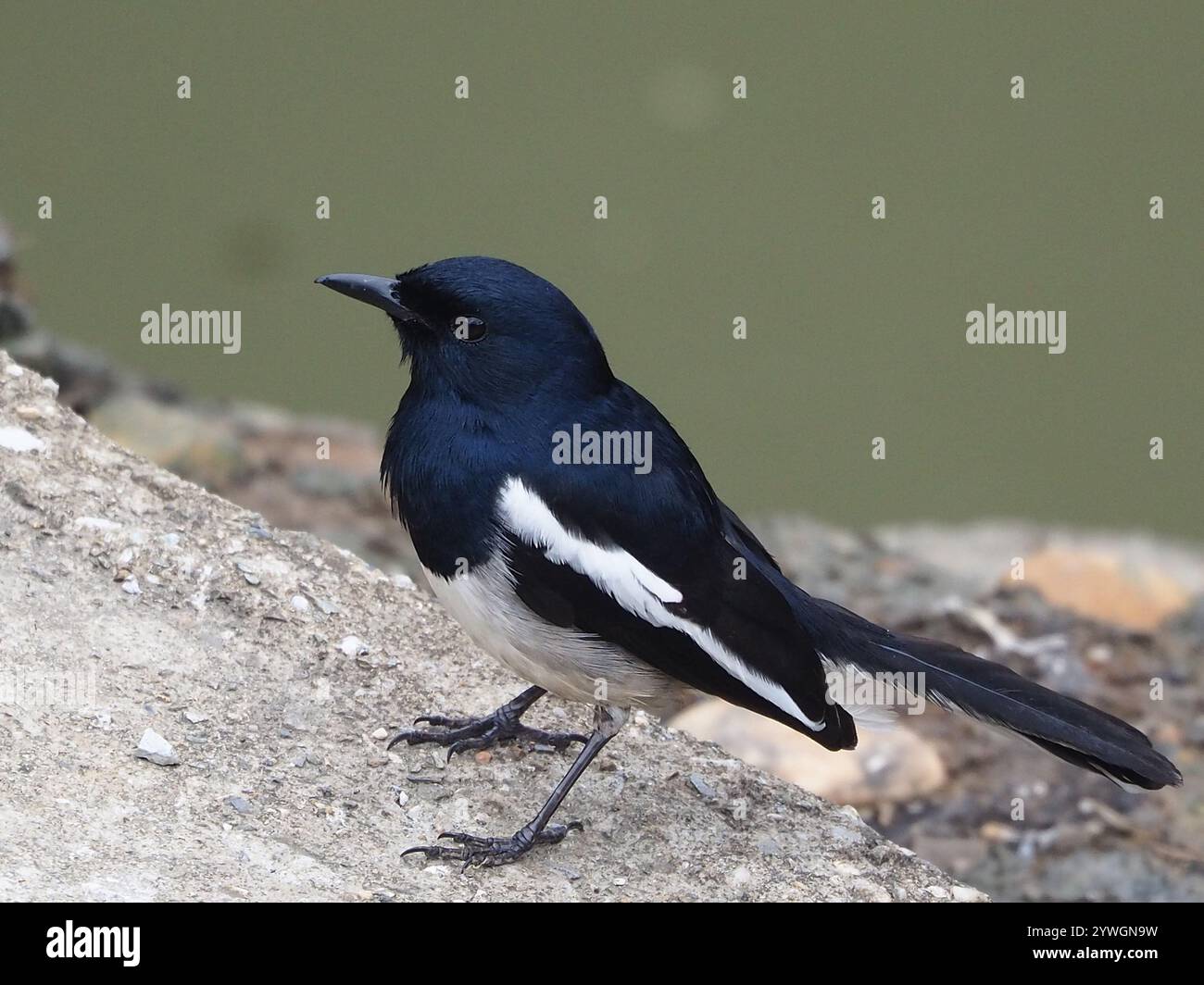 Oriental Magpie-Robin (Copsychus saularis Stock Photo - Alamy