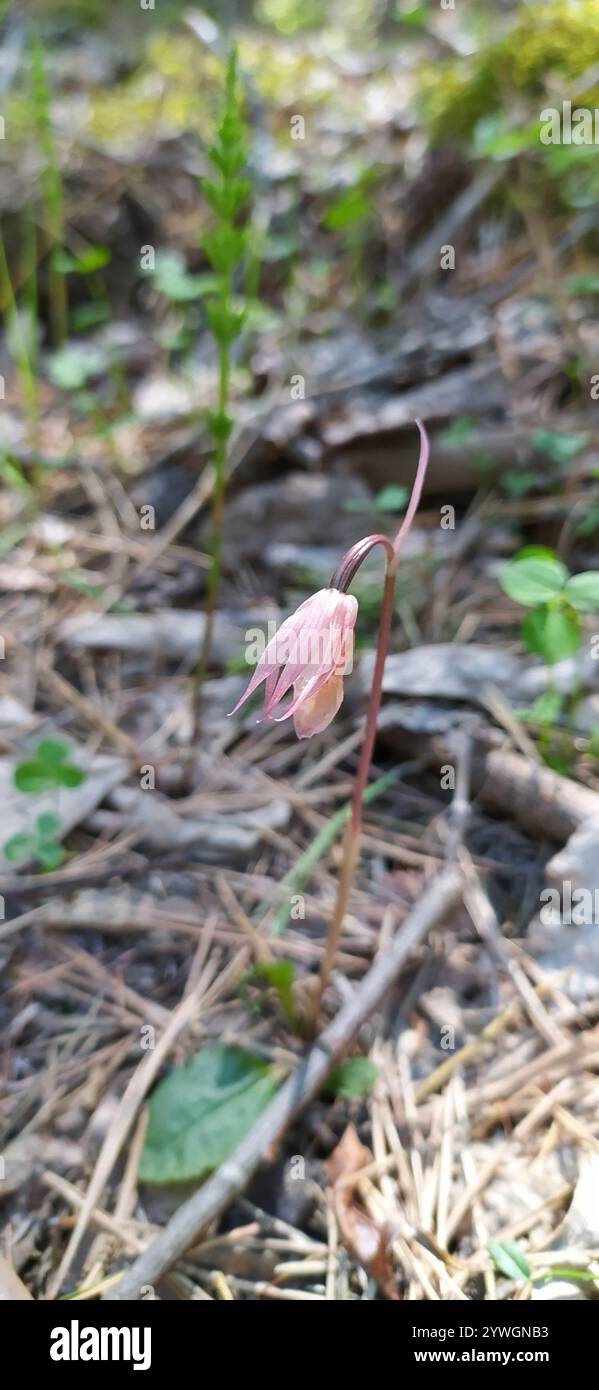 (Calypso bulbosa bulbosa Stock Photo - Alamy