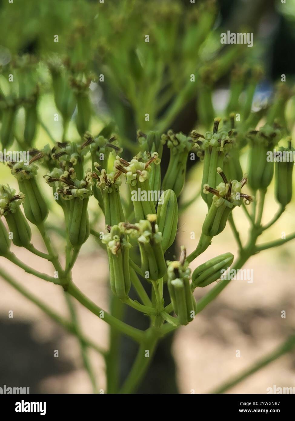 pale Indian plantain (Arnoglossum atriplicifolium Stock Photo - Alamy