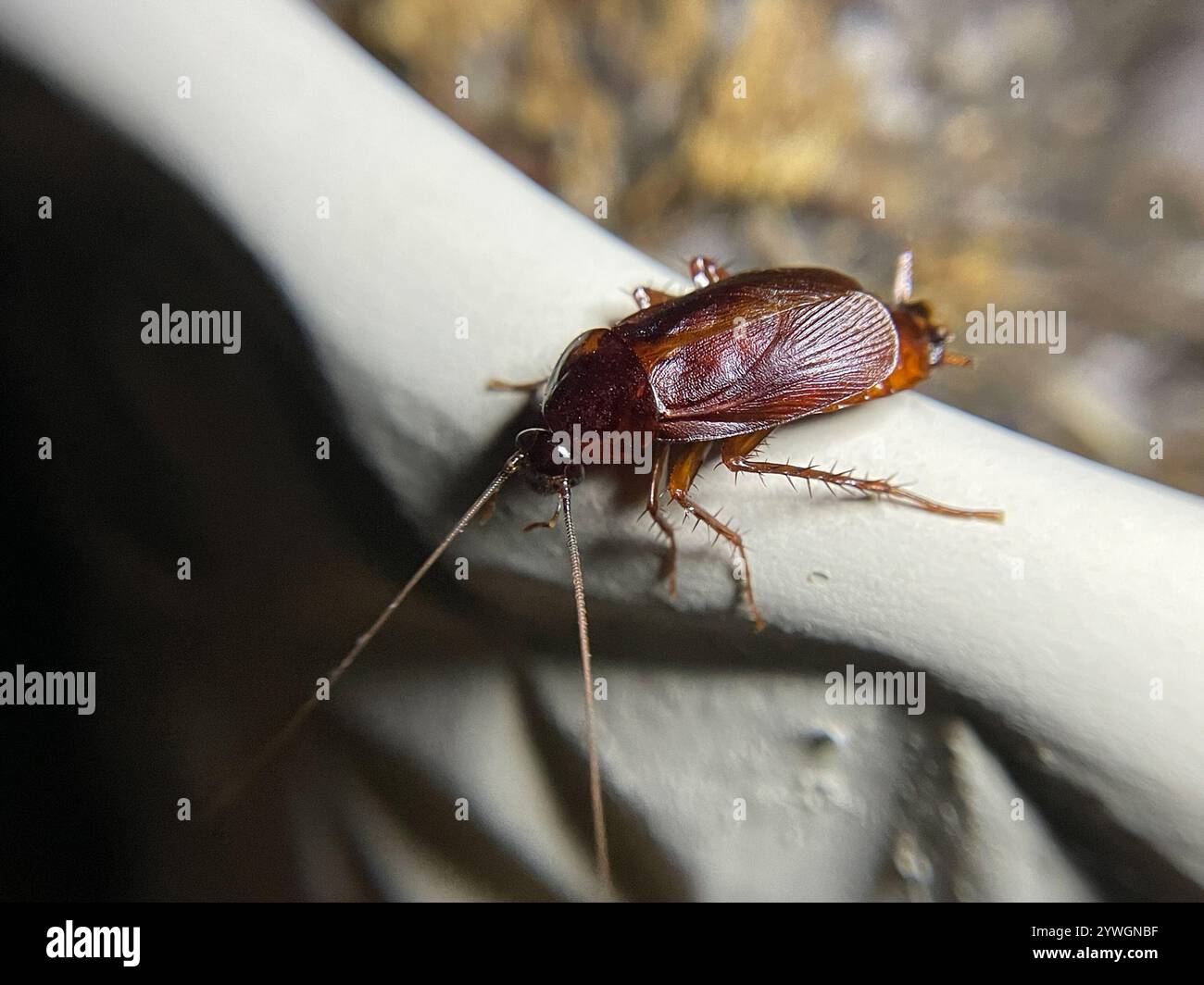 Oriental Cockroach (Blatta orientalis Stock Photo - Alamy