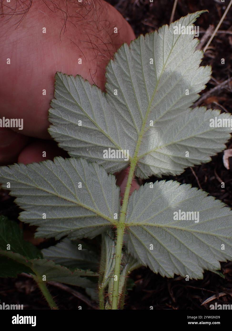 red raspberry (Rubus idaeus Stock Photo - Alamy