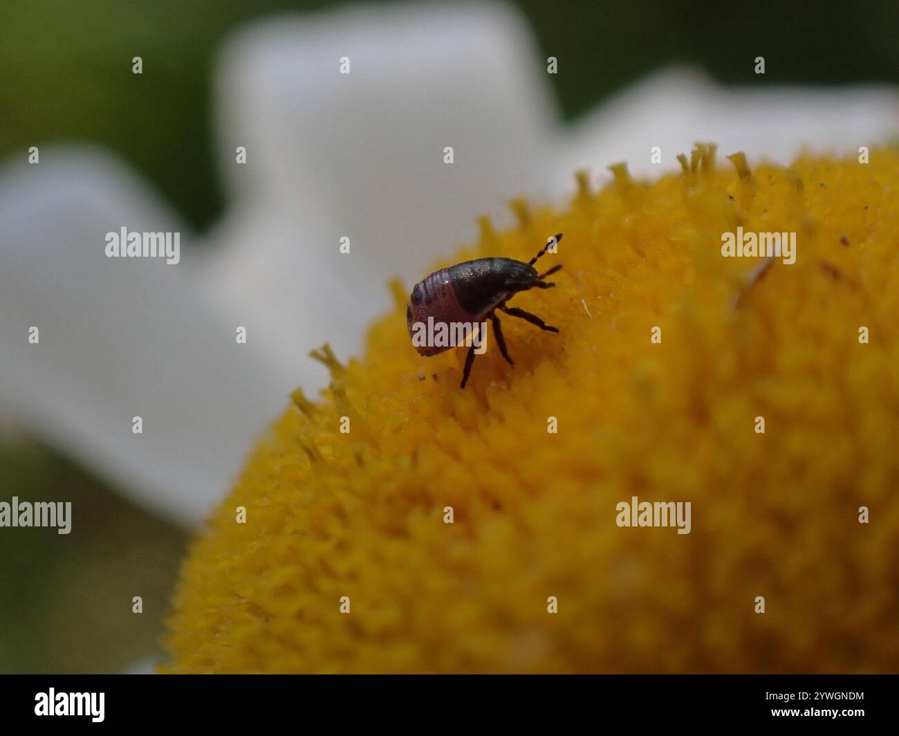 True Bugs (Heteroptera Stock Photo - Alamy