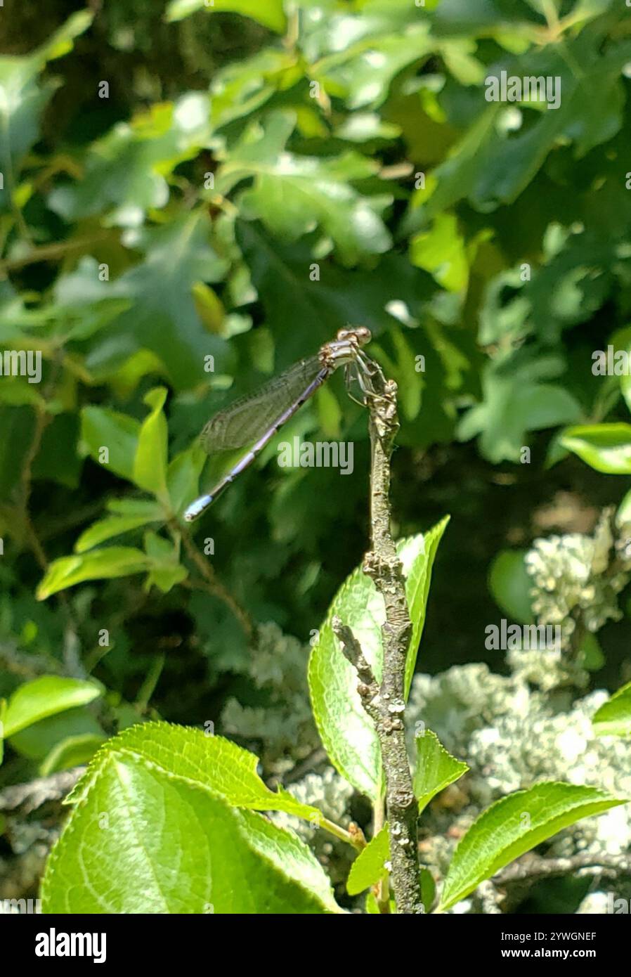 Variable Dancer (Argia fumipennis Stock Photo - Alamy