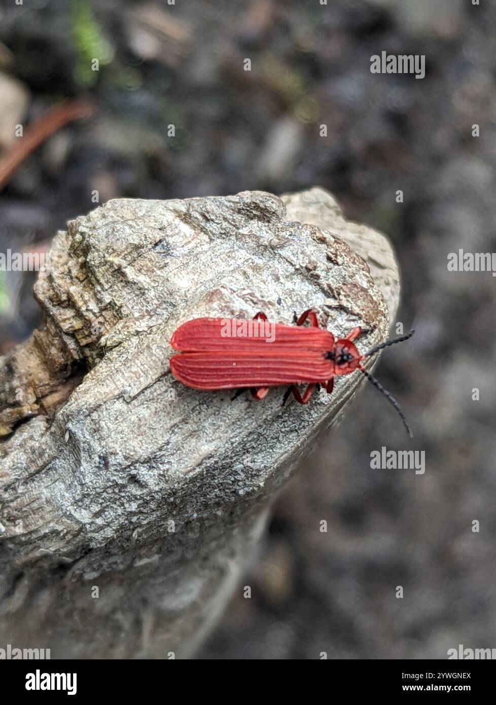 Red Net-winged Beetle (Dictyoptera simplicipes Stock Photo - Alamy