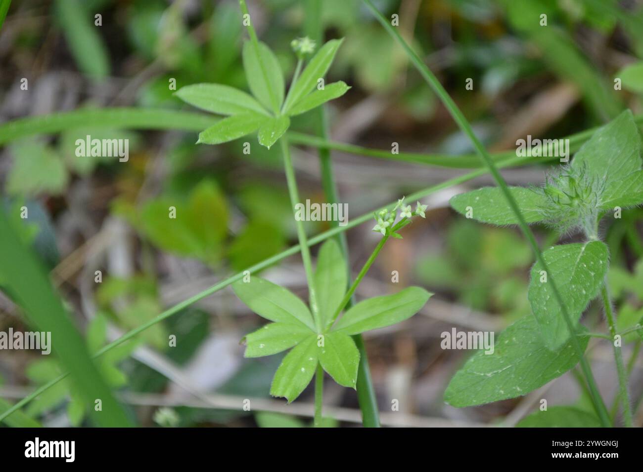 fragrant bedstraw (Galium triflorum Stock Photo - Alamy