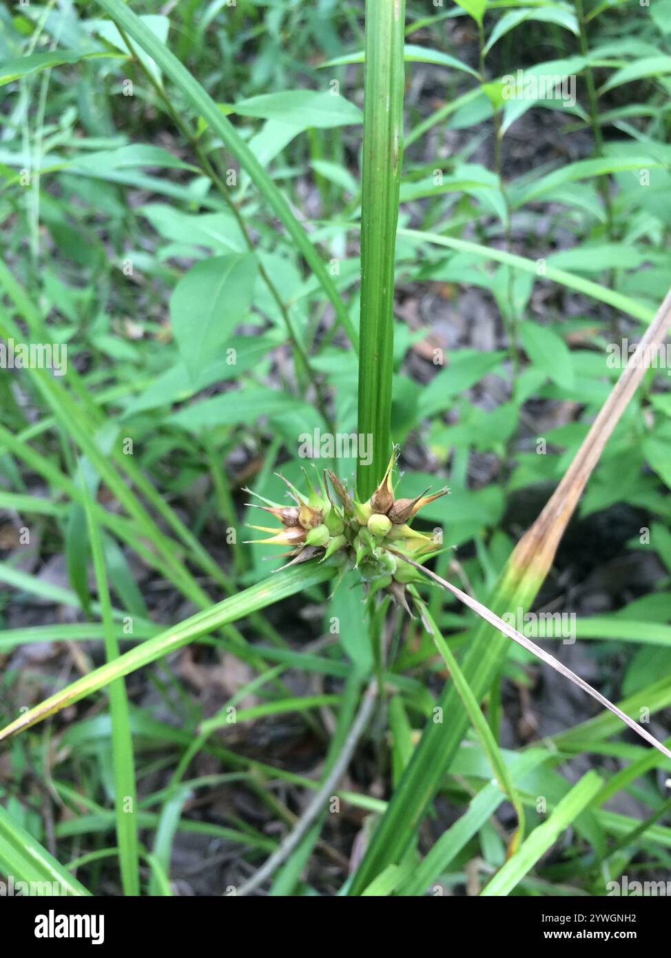 hop sedge (Carex lupulina Stock Photo - Alamy