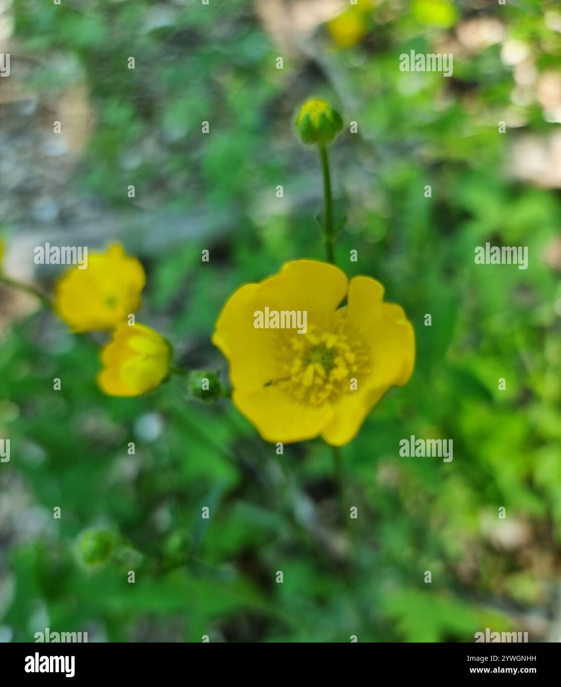 Multi-flowered Buttercup (Ranunculus polyanthemos Stock Photo - Alamy