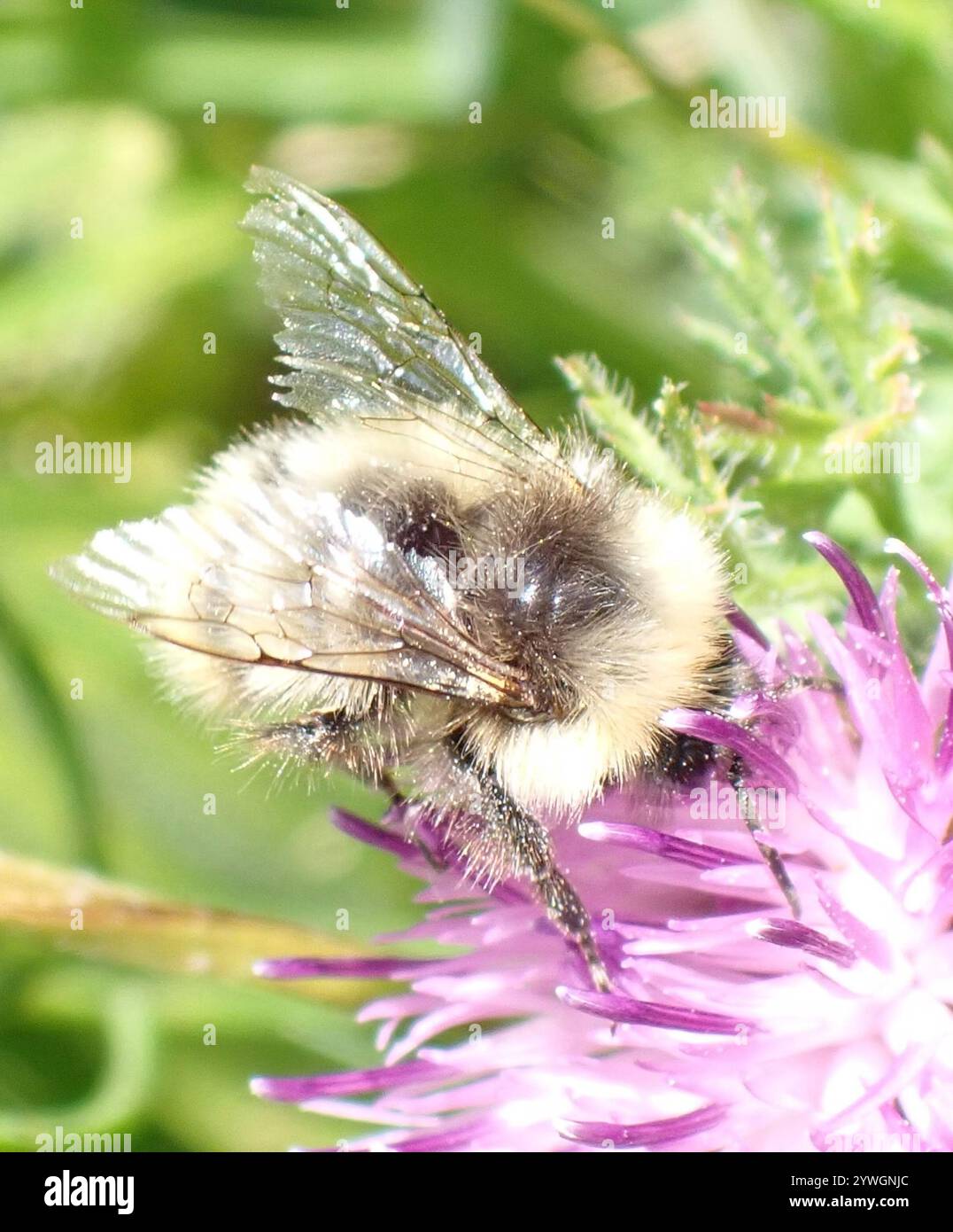Bumble Bees (Bombus Stock Photo - Alamy