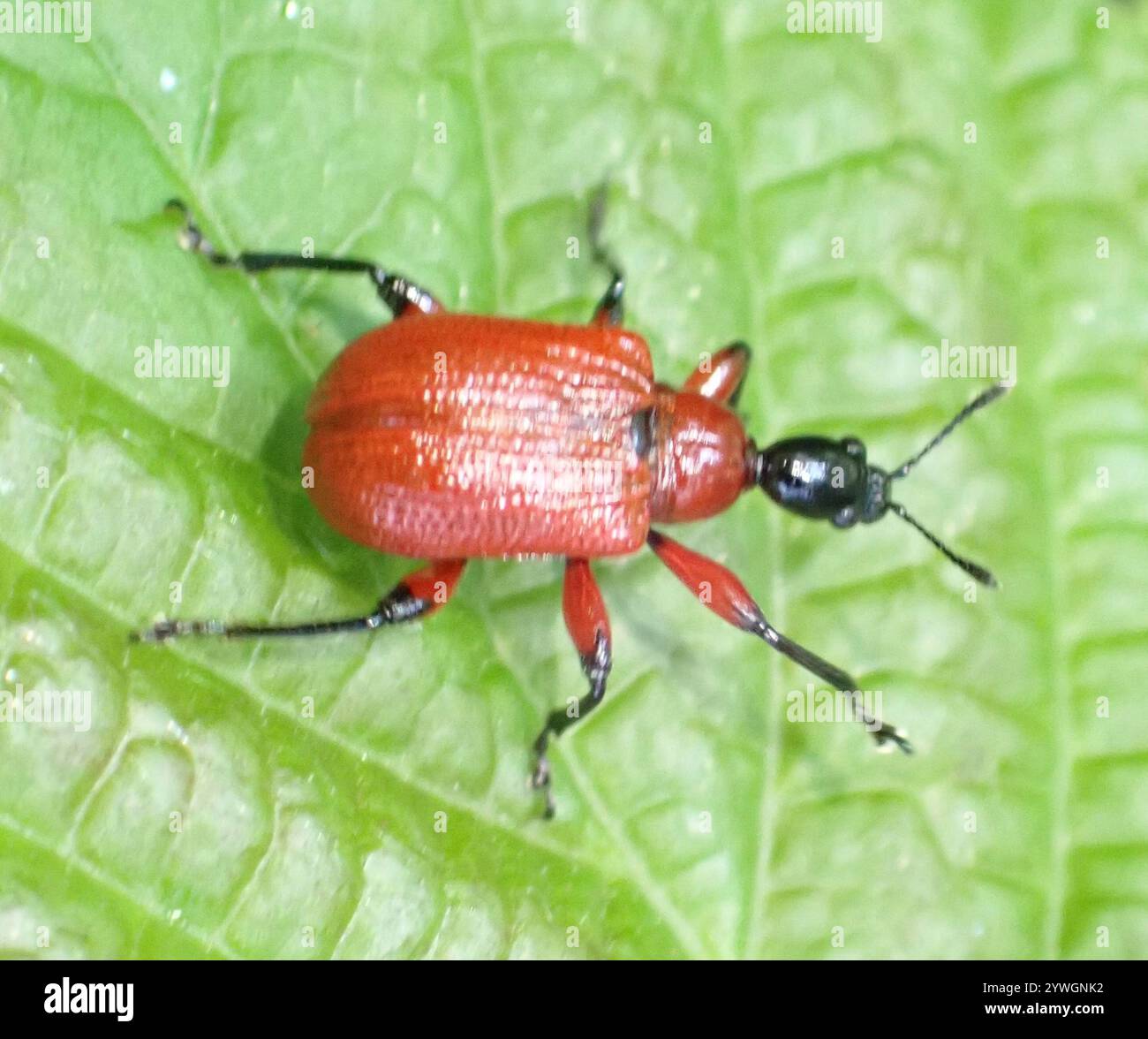 Hazel leaf-roller weevil (Apoderus coryli Stock Photo - Alamy