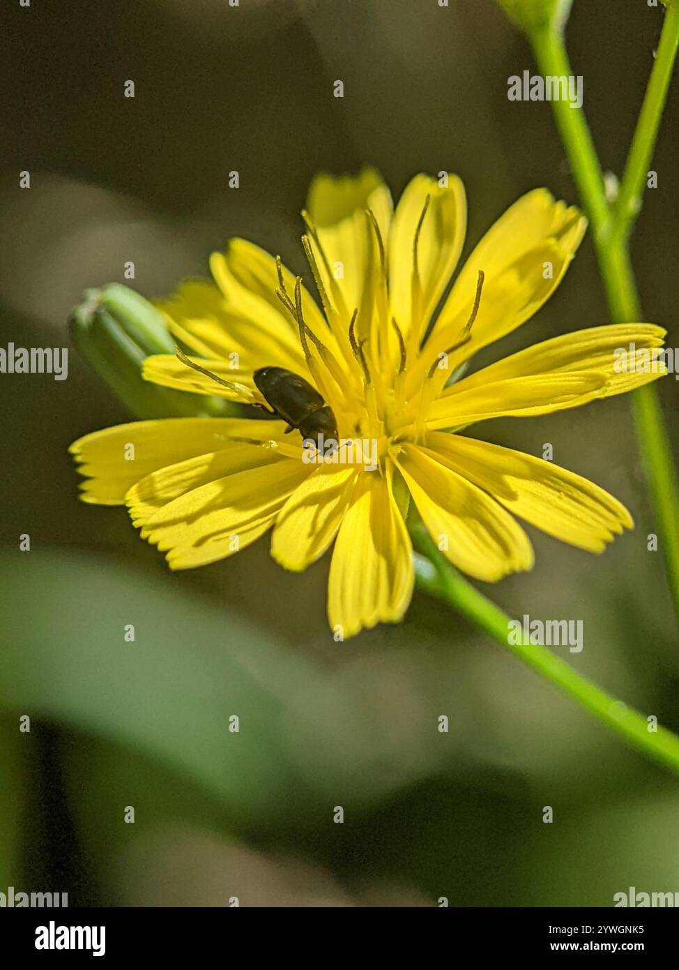 Common Pollen Beetle (Brassicogethes aeneus Stock Photo - Alamy