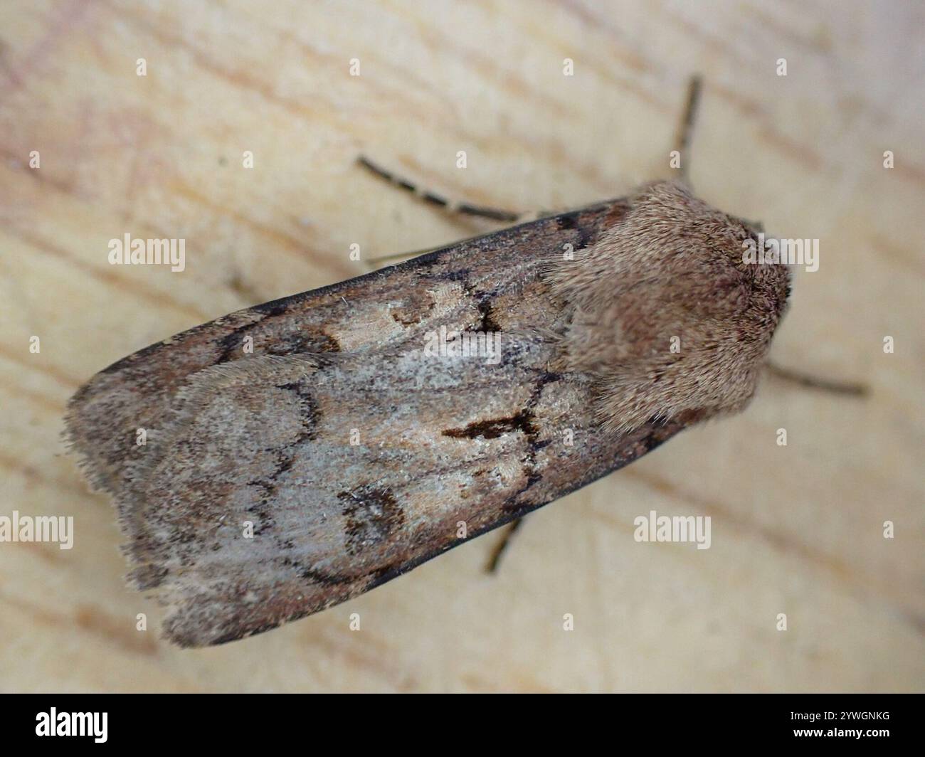 Turnip Moth (Agrotis segetum Stock Photo - Alamy