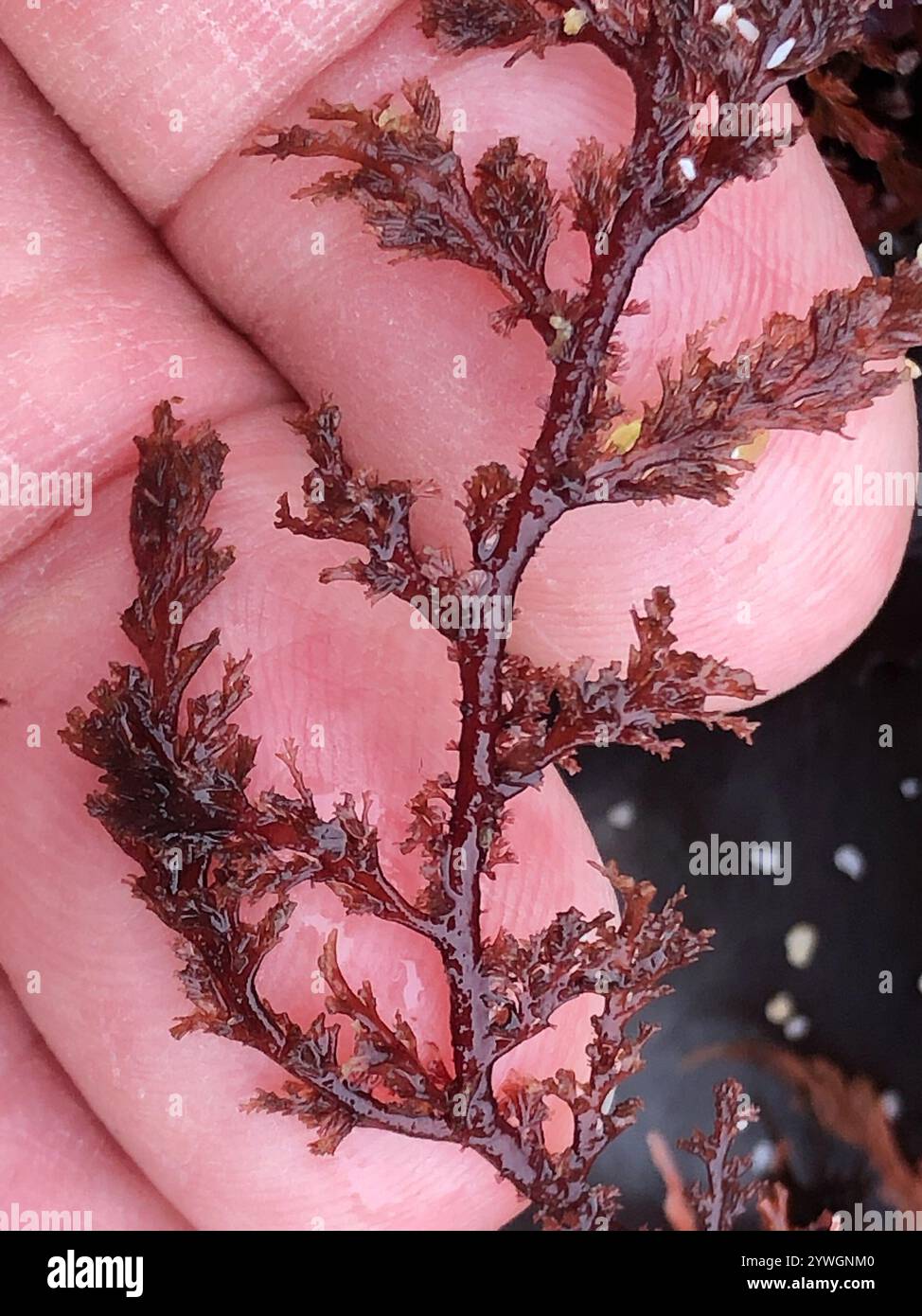 Microcladia hi-res stock photography and images - Alamy