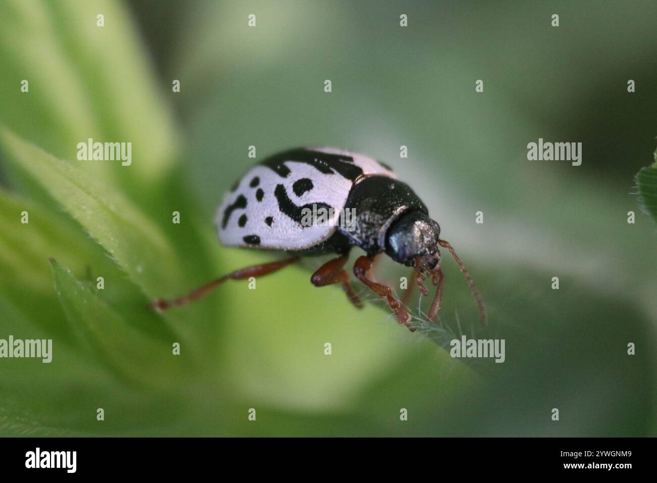 Confluent Leaf Beetle (Calligrapha confluens Stock Photo - Alamy