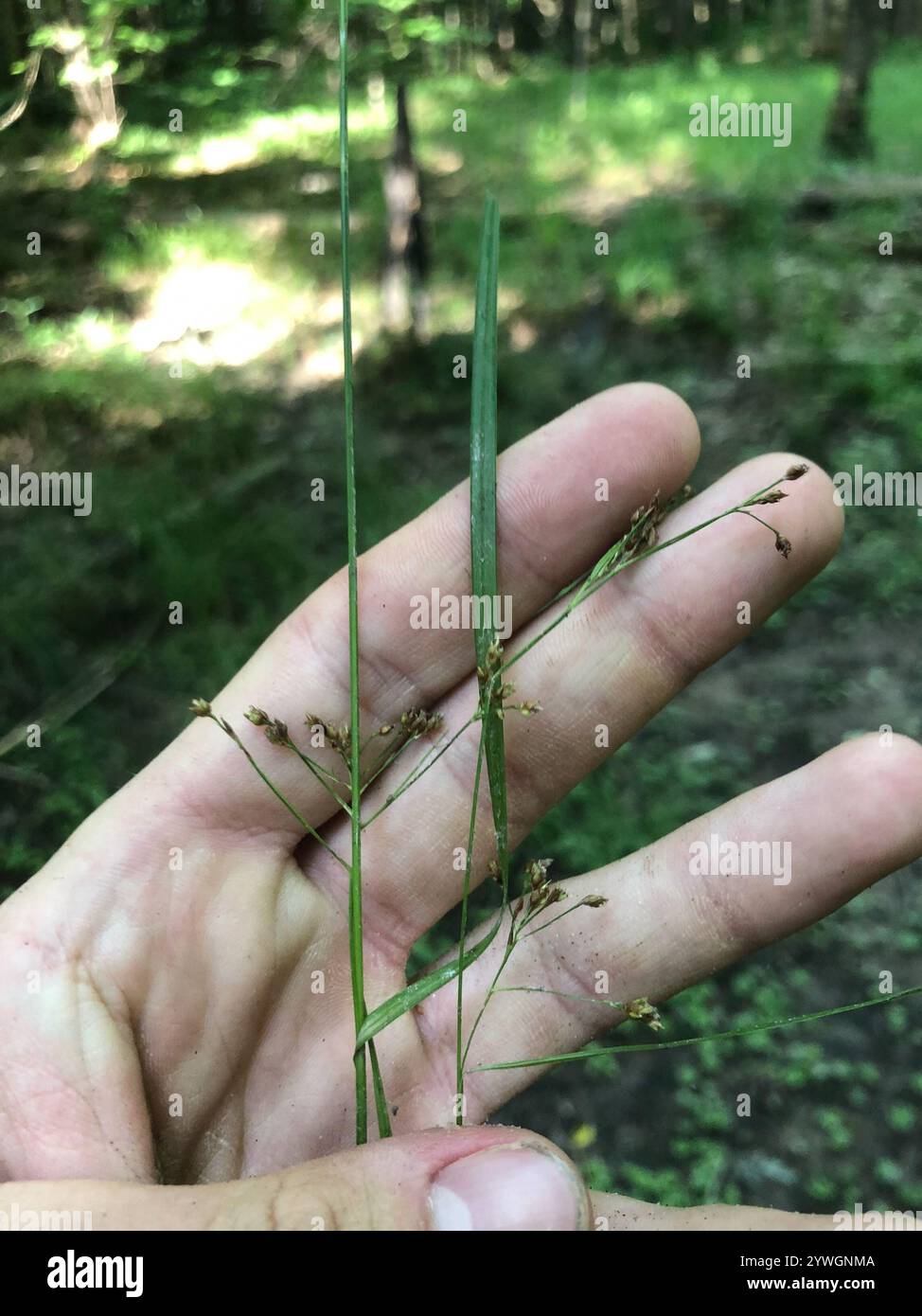 mingled beaksedge (Rhynchospora mixta Stock Photo - Alamy