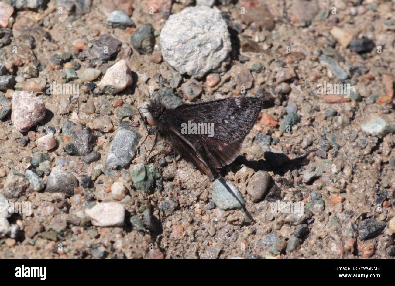 Persius Duskywing (Erynnis persius Stock Photo - Alamy