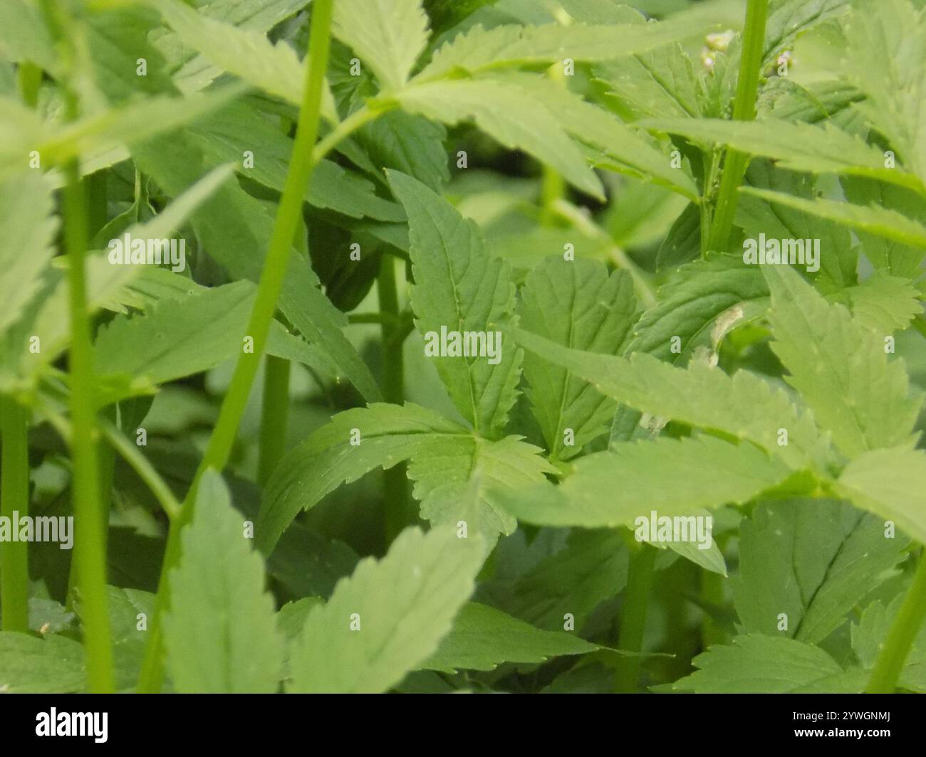 Large-leaved Bittercress (Cardamine macrophylla Stock Photo - Alamy