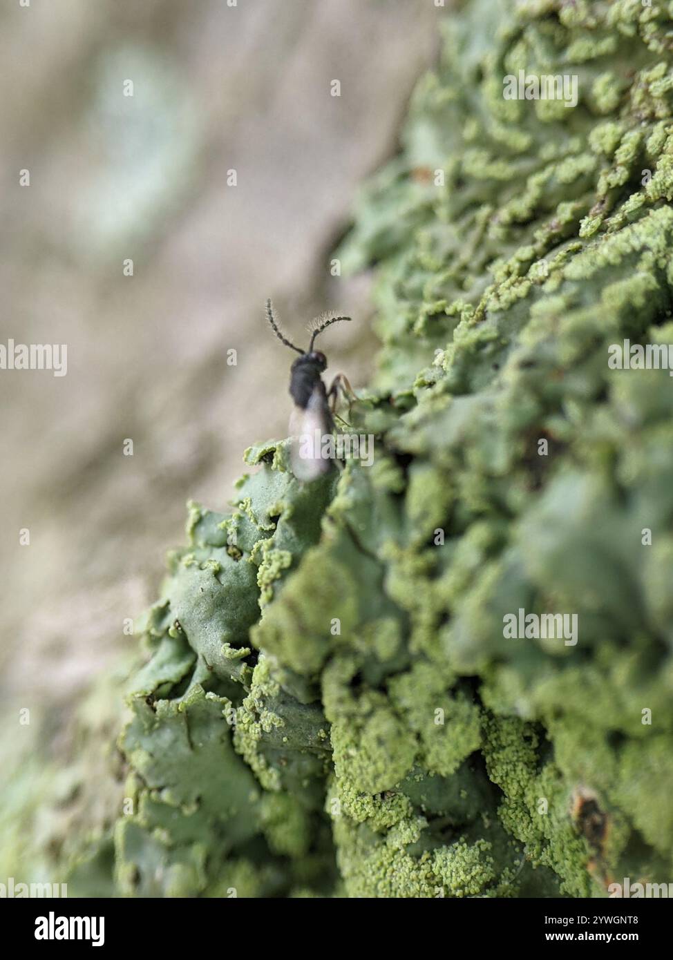 Eurytoma hi-res stock photography and images - Alamy