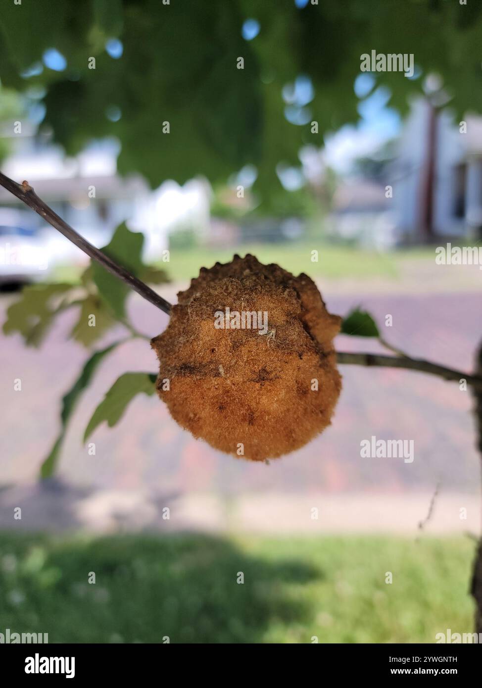Callirhytis seminator hi-res stock photography and images - Alamy
