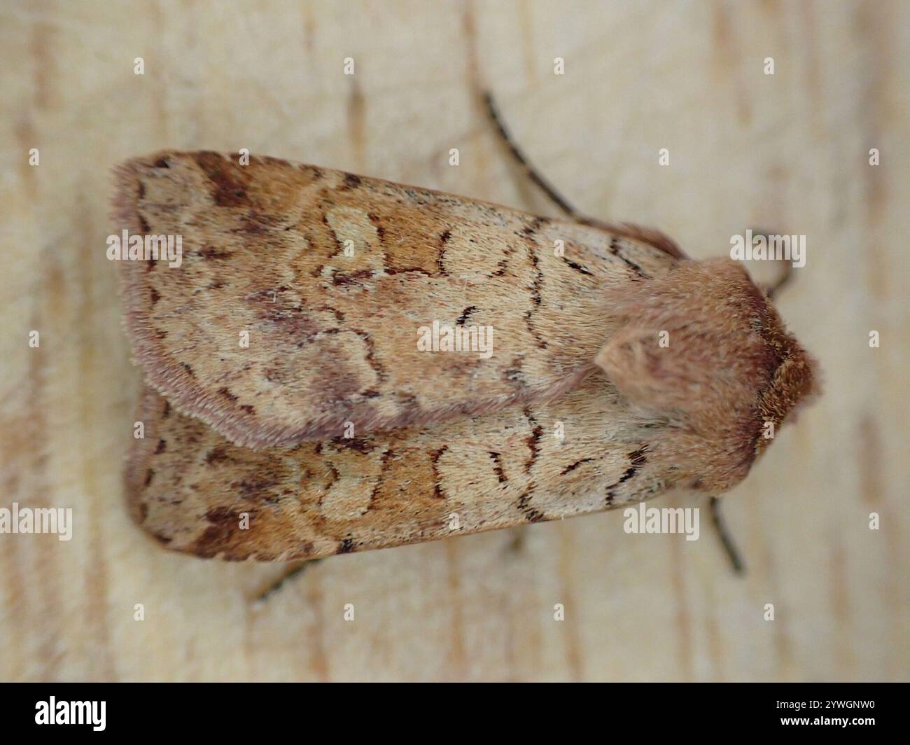 Ingrailed Clay (Diarsia mendica Stock Photo - Alamy