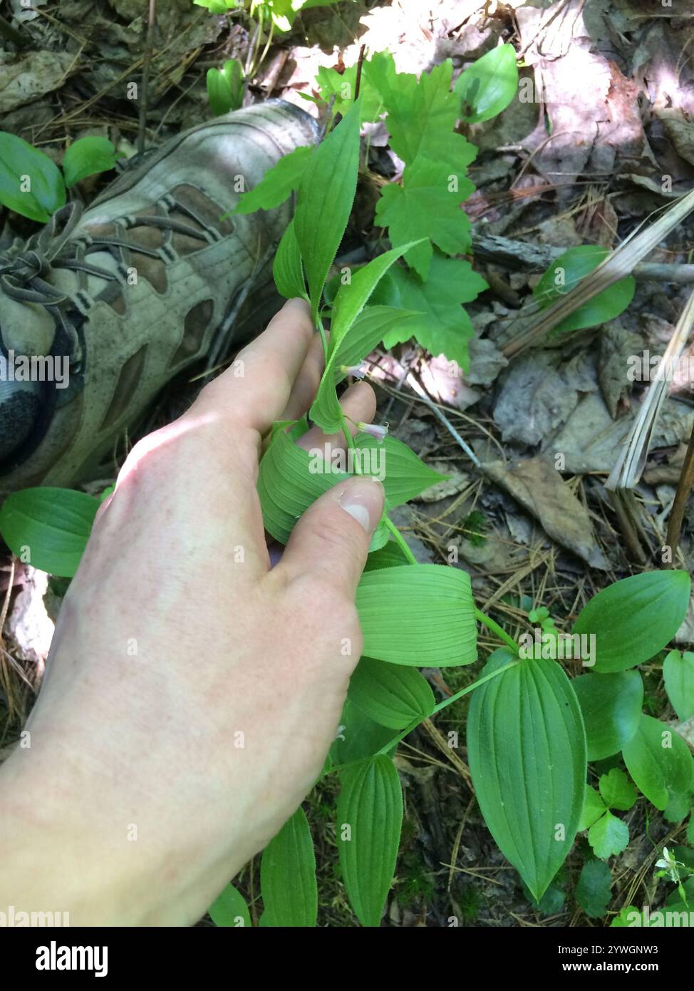 rose twisted-stalk (Streptopus lanceolatus Stock Photo - Alamy