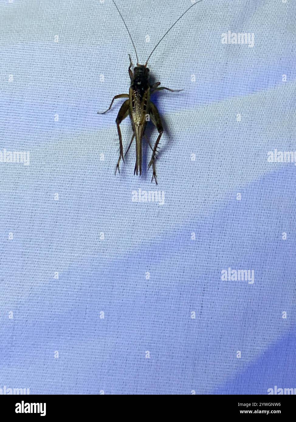 Trigs, Sword-tailed Crickets, and Ground Crickets (Trigonidiidae Stock ...