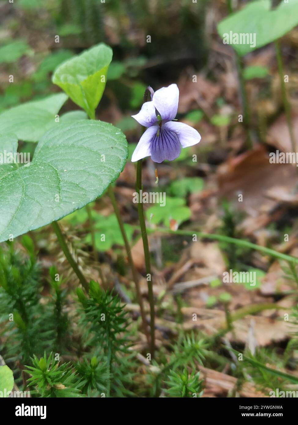 alpine marsh violet (Viola palustris Stock Photo - Alamy