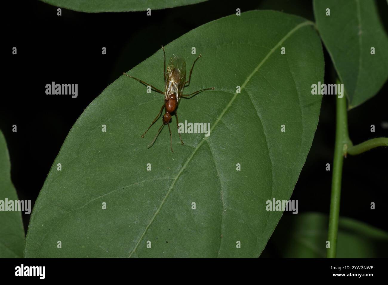 Chestnut Carpenter Ant (Camponotus castaneus Stock Photo - Alamy