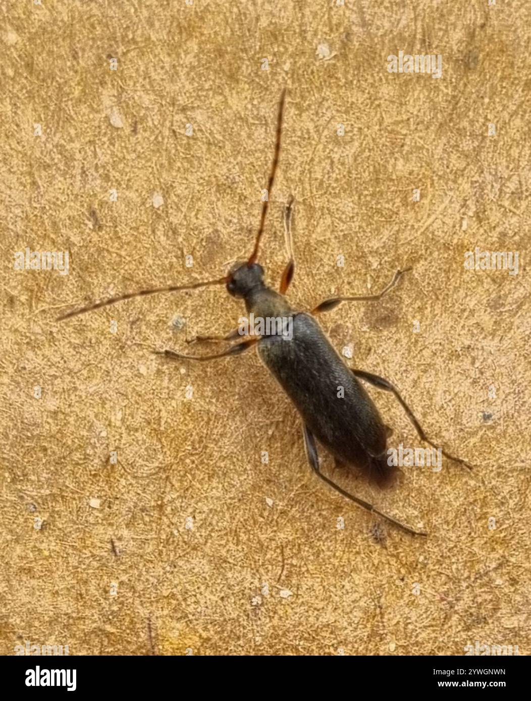 common grammoptera (Grammoptera ruficornis Stock Photo - Alamy