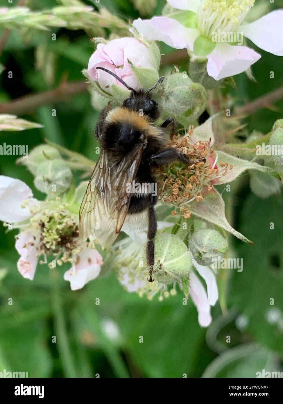 Bumble Bees (Bombus Stock Photo - Alamy