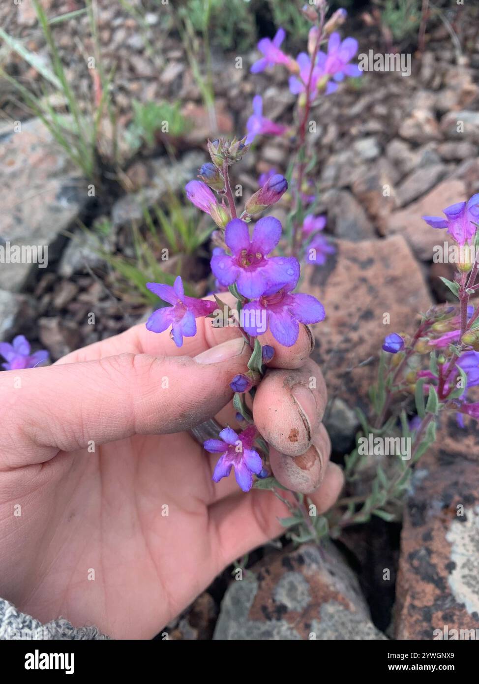 Low Beardtongue (Penstemon humilis Stock Photo - Alamy