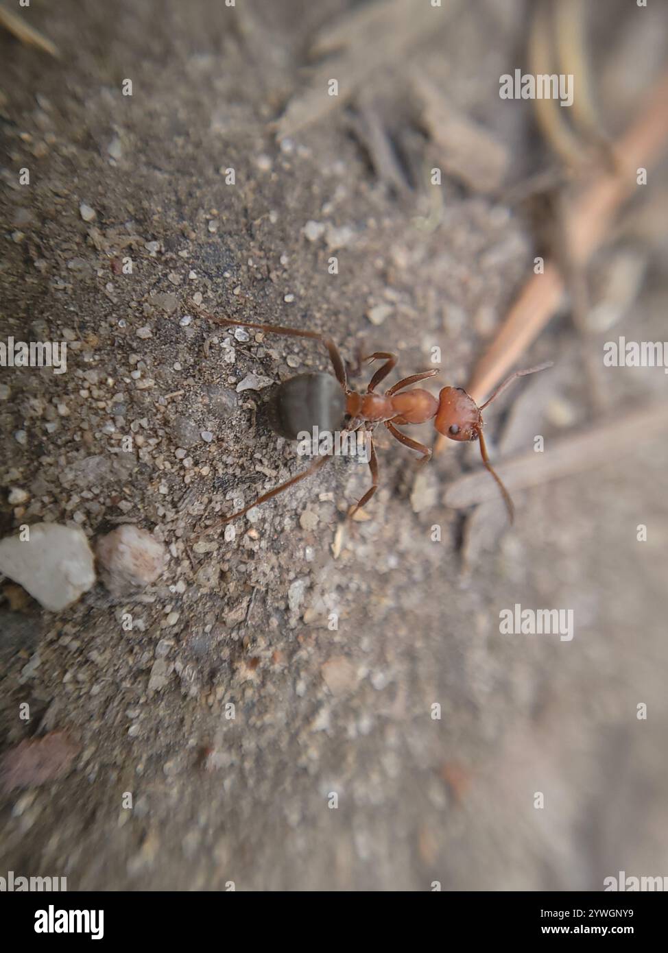 Wood, Mound, and Field Ants (Formica Stock Photo - Alamy