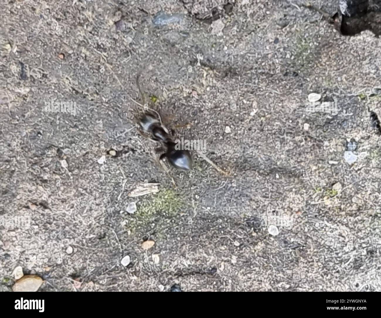 Citronella Ants, Fuzzy Ants, and Allies (Lasius Stock Photo - Alamy