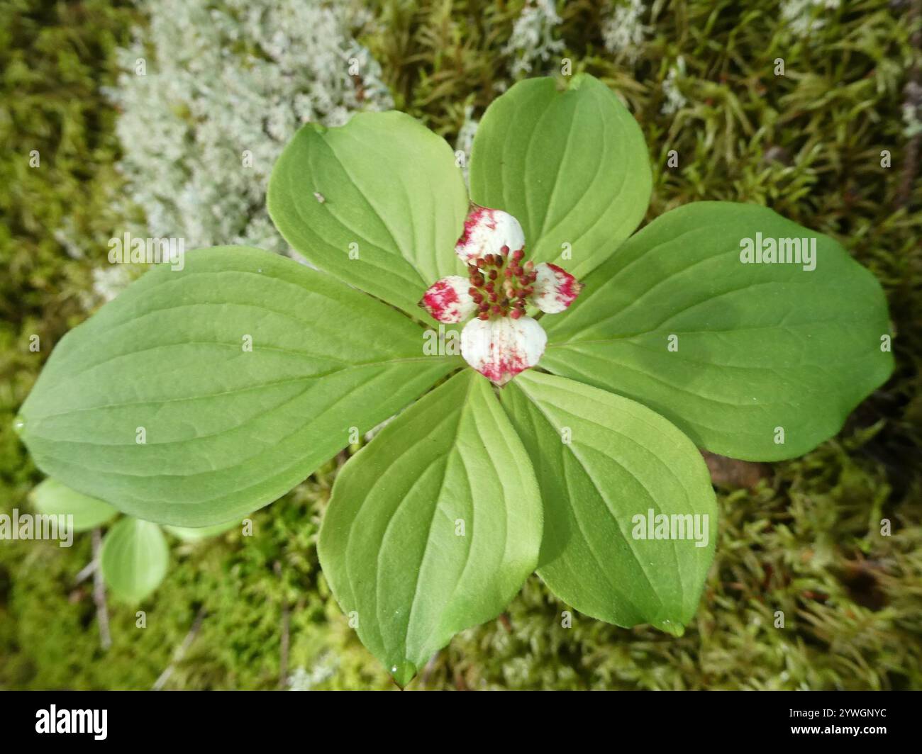 Canadian bunchberry (Cornus canadensis Stock Photo - Alamy